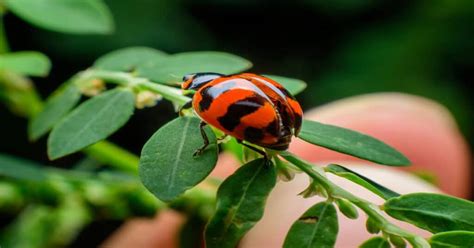 Ladybug Anatomy Learn About Nature