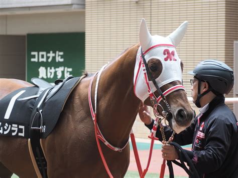 今週の出走馬！ 今週の石毛厩舎