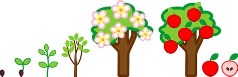 사과 나무의 수명 주기 식물의 과일 나무 씨앗에서 성장 단계 0명에 대한 스톡 벡터 아트 및 기타 이미지 0명 개발 과일