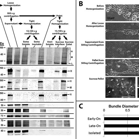 Fractionation And Differential Centrifugation Methodology A Download Scientific Diagram