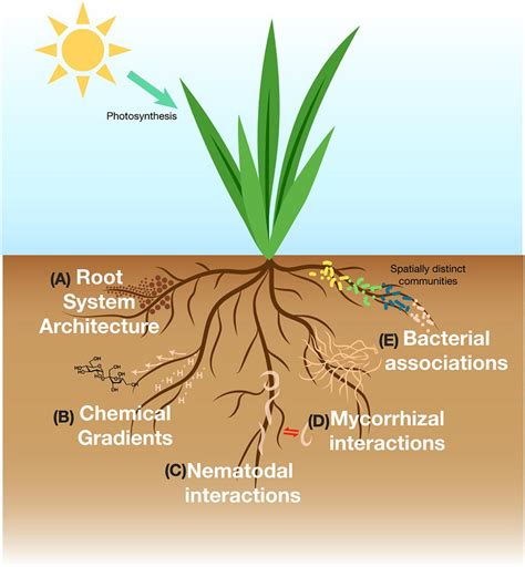 Diagram Of Plant Root System At Jeanne Potter Blog