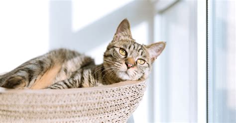 Symptoms Of Lymphoma In Cats Emergency Vet 24 7