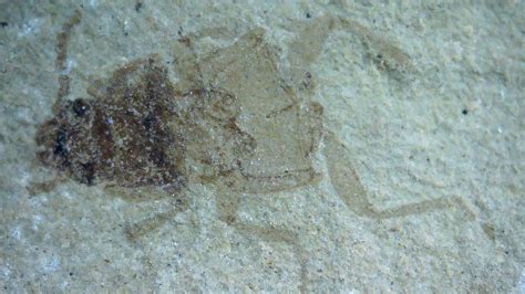 Fossil Insect Green River Fm Utah 16 Fossils For Sale