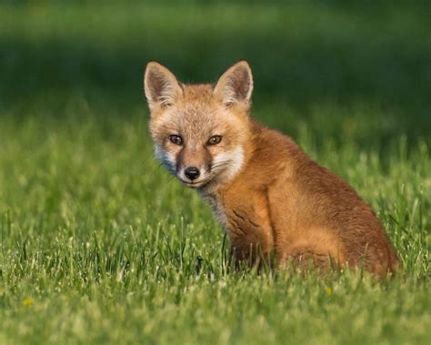 Fox Tests Positive For Rabies In Lexington Park Southern Maryland News Net Southern Maryland