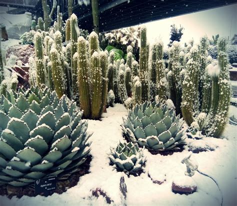 ¿cuánto Frío Aguanta Un Cactus Desert City