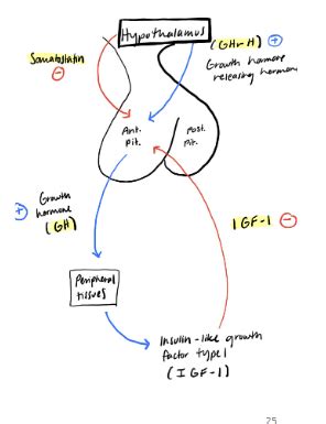 Pituitary Conditions Flashcards Quizlet