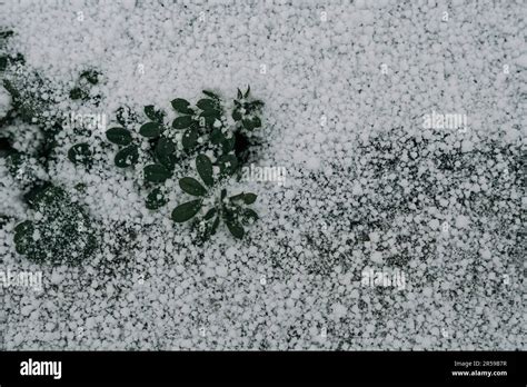 Selective Focus First Snow On A Frozen Field Plants Late Autum Stock