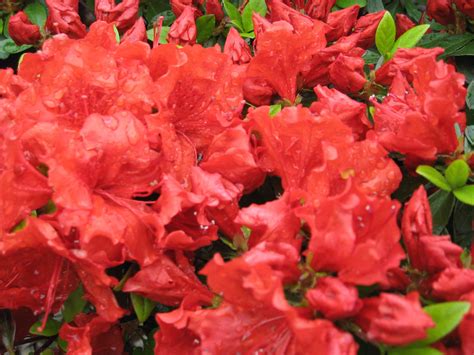 10 Types Of Azaleas For Your Flower Garden
