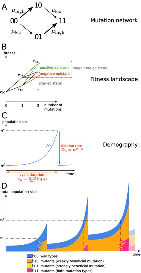 A Mutation Network B Fitness Landscape Growth Rate As A Function Of