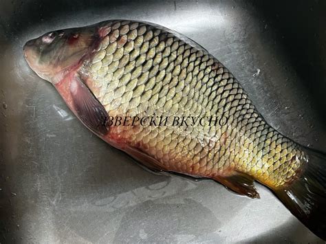 ДЗВЕРСКИ ВКУСНО Как лесно да почистим люспите от шаран