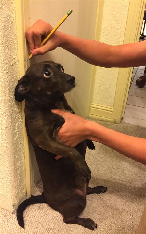 measuring my wiener r aww