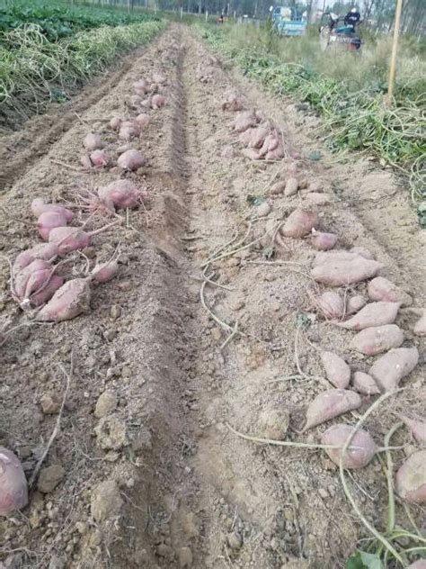 11月17日北方产区红薯行情2023年蔬菜行情分析蔬菜商情网