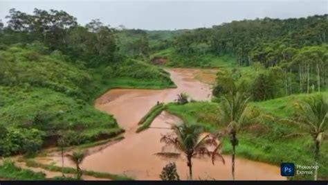 Sawah Tergenang Lumpur Tambang Di Simpenan Sukabumi 50 Hektare Lahan