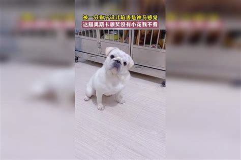 被一只狗子设计陷害到底是什么感觉？这届奥斯卡颁奖没有小花我不看 萌宠 狗狗 这狗成精了奥斯卡颁奖狗狗