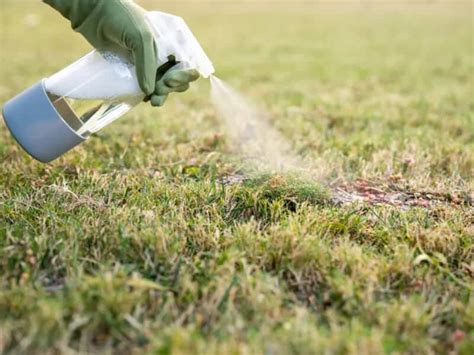 Does Roundup Kill Moss