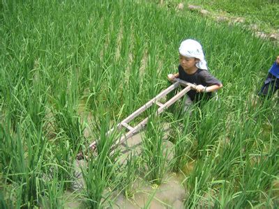田の草取りみどりの小道環境日記