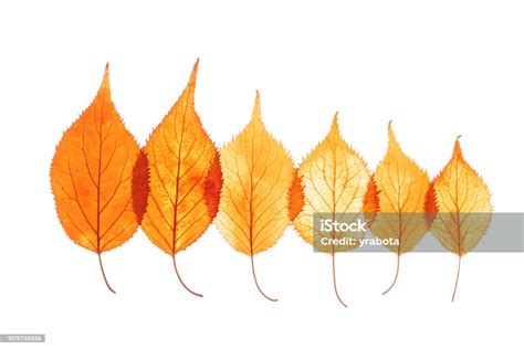 가을 잎은 흰색 배경에 고립 된 노란색 오렌지색입니다 장식 요소로서의 엘더베리의 천연 낙엽 톱니 모양의 단풍 계절 잎에서 줄 컷