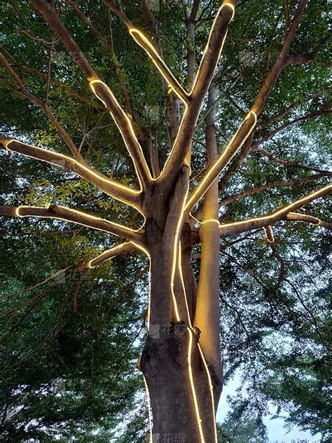 灯树素材 花瓣网