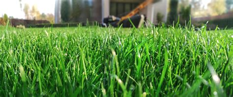 Woonhome Engerlingen In Het Gazon Bestrijden 5 Effectieve En