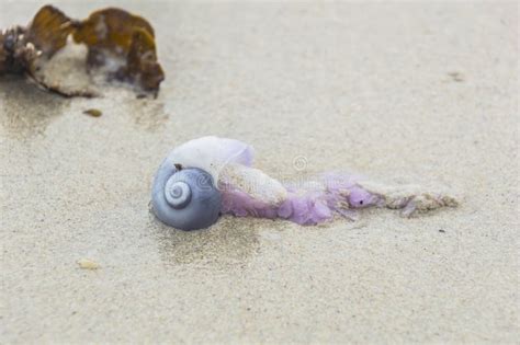 Purple Spiral Shell Stock Photo Image Of Object Nature