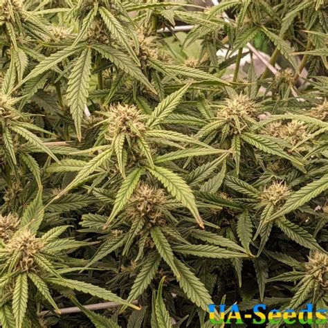 Семена конопли Babushka Black Auto Kalashnikov Seeds купить семена
