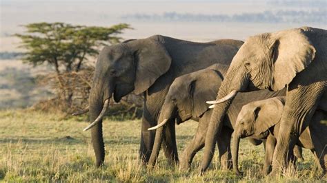 ¿elefantes Africanos Están En Peligro De Extinción