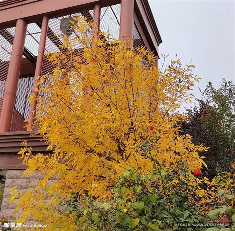 一叶知秋摄影图自然风景自然景观摄影图库昵图网