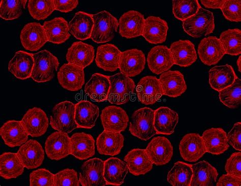 Dapi Nucleus Stock Illustrations 4 Dapi Nucleus Stock Illustrations