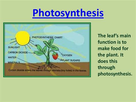 Leaf Adaptations