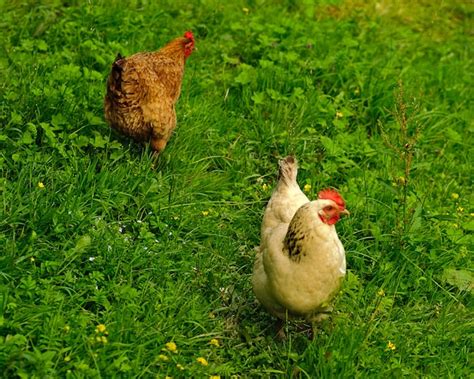 Premium Photo Cock Close Up On The Farm Green Grass Background