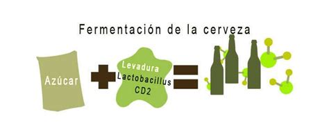 Lactobacillus Brevis What Is It How Does It Work Are There Different