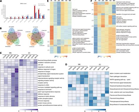 Frontiers Genomic And Transcriptomic Analysis Provide Insights Into