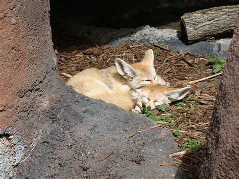 Our Norfolk Zoo Trip Just Jdm Photography