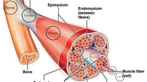 Endomysium Of Skeletal Muscle