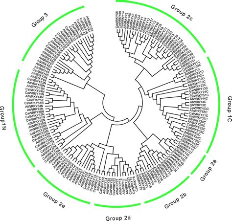 Unrooted Phylogenetic Tree Representing Relationships Among Wrky