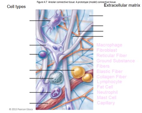 Chapter 4 Connective Tissue Model Diagram Quizlet