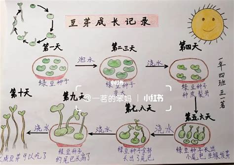 植物生长过程之豆芽成长观察记录绘画手抄报 花瓣网