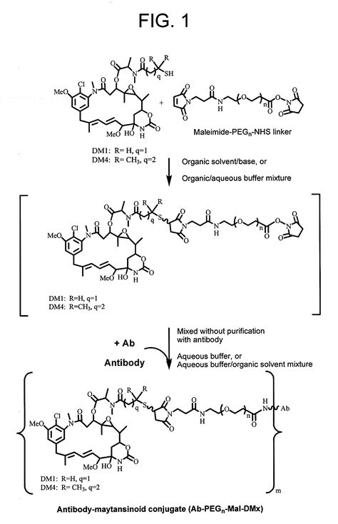 Conjugation Methods Eureka Patsnap