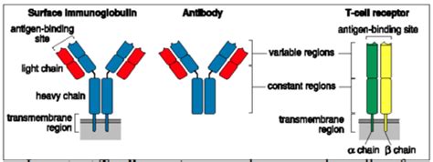 Antibody Mediated Immunity Flashcards Quizlet