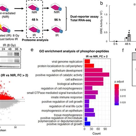Radiation Induces An Innate Immune Response Via A Viral Response