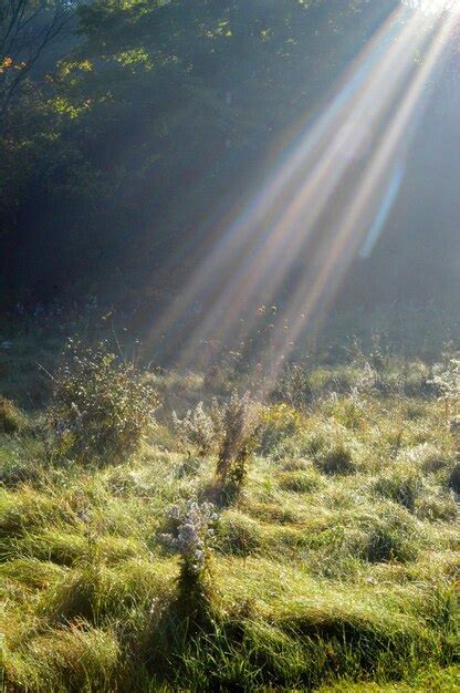 Premium Photo Grassy Field In Forest