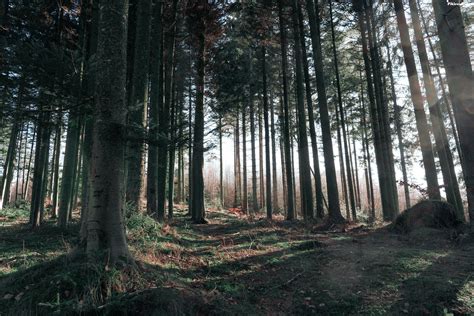 Hutan Pinus Di Bandung Homecare24