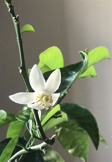 躺平日记：145满庭芳 知乎