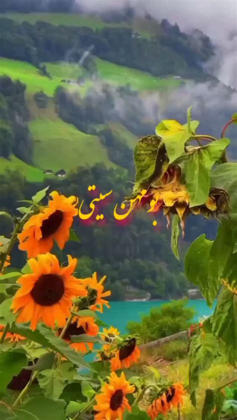 ‎بومهن سیتی👑 اخبار معرفی مشاغل مشکلات شهر صدای مردم ‎ ‎تصادف