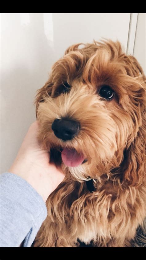 5 Month Old F1 Red Cockapoo