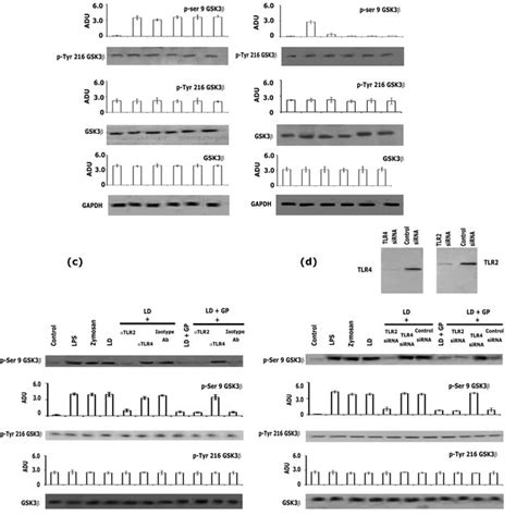 Gp29 Triggers Tlr4 Mediated Gsk3b Activation Ab Raw Cells Were