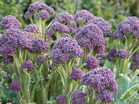 English Purple Sprouting Broccoli Early Brassica Oleracea 150 Seeds