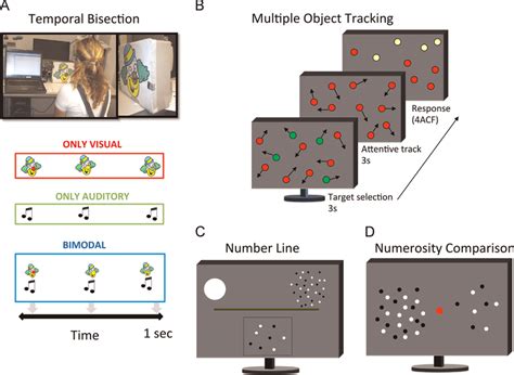 Illustration Of Tasks And Stimuli A Temporal Bisection Three Download Scientific Diagram