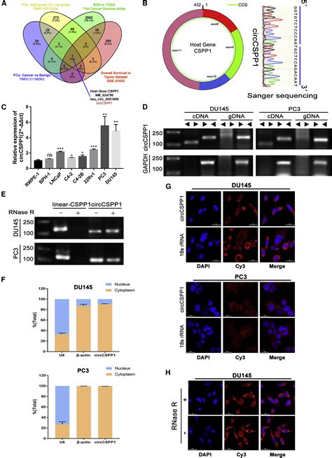 Hnrnp L Regulated Circcspp1mir 520hegr1 Axis Modulates Autophagy And