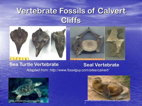 Ppt The Fossils Of Calvert Cliffs Powerpoint Presentation Free Download Id 6128319